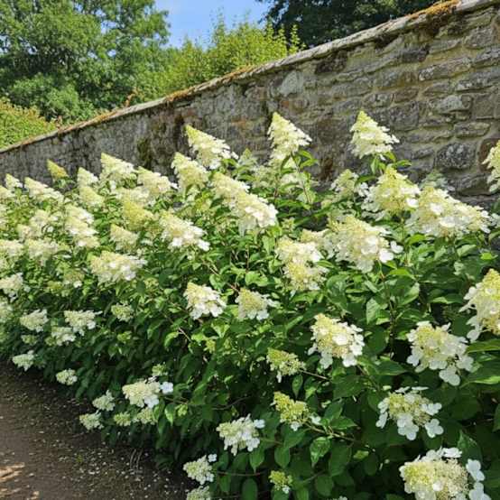 hydrangea paniculata unique hauteur