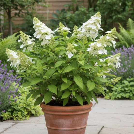 hydrangea paniculata unique hauteur