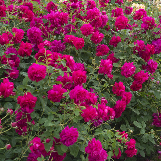 Rosier David Austin Thomas à Becket Pot de 4L/5L - Jardiland