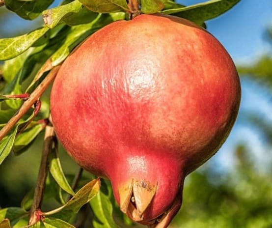 Punica granatum var.mollar de Elche (Grenadier très productif, gros ...