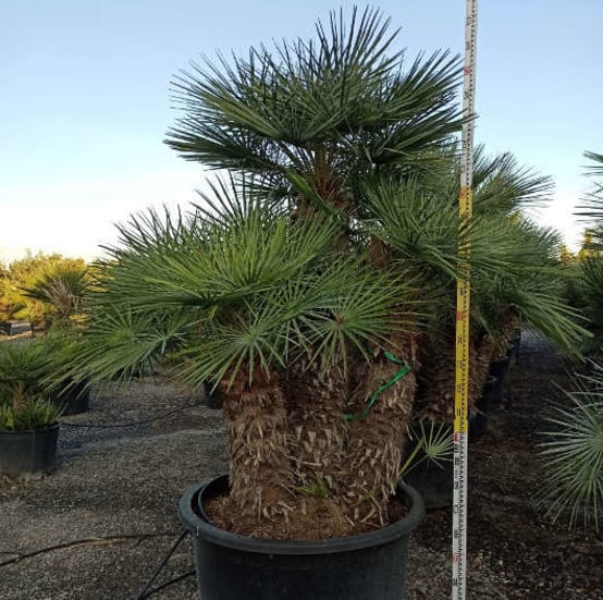 Chamaerops humilis var. cerifera (Palmier doum bleu) SPÉCIMEN Couleur ...