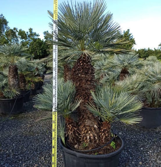 Chamaerops humilis var. cerifera (Palmier doum bleu) SPÉCIMEN Couleur ...