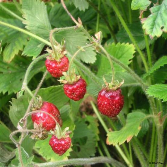Fraisier Capron - Fragaria moschata Pot de 1,5L/2L - Jardiland