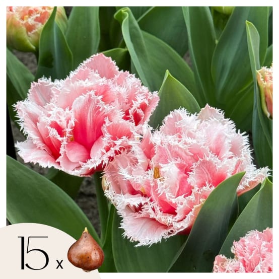 Tulipe - Set de 15 - Tulipa 'Queensland' - Bulbes à fleurs - Rose ...