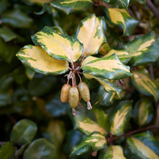 Elaeagnus pungens Maculata - Chalef panaché Pot de 12L/15L - Jardiland