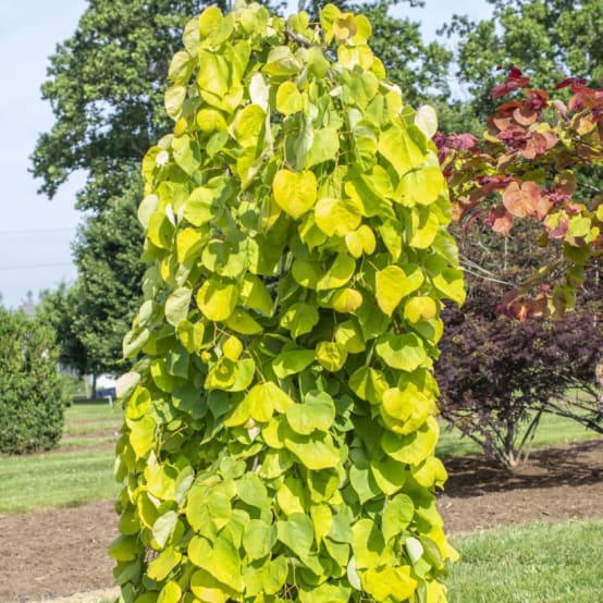 Cercis canadensis Golden Falls - Gainier du Canada Pot de 4L/5L ...