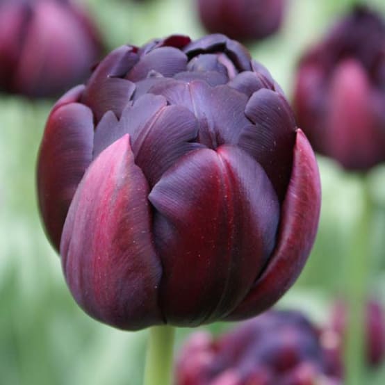 Tulipe double tardive Black Héro - Tulipe à fleurs de pivoine Bulbe calibre 11+ (par 6) - Jardiland