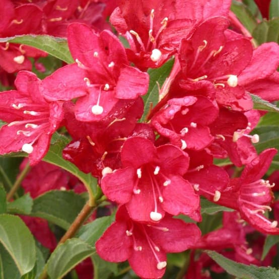 Weigela Red prince à fleurs Rouge - feuillage Caduc - Pot de 4L - 40/60 cm- hauteur à maturité ...