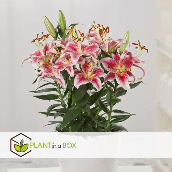 Lys - Set de 6 - Lilium orientalis 'Stargazer' - Rhizomes - Rose ...