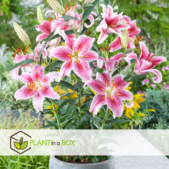 Lys - Set de 6 - Lilium orientalis 'Stargazer' - Rhizomes - Rose ...