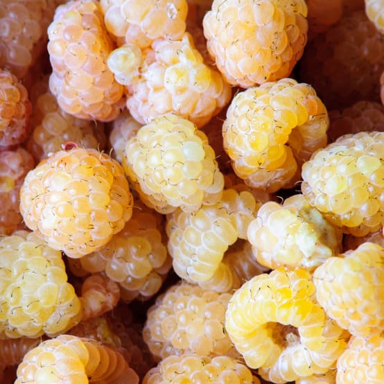 Framboisier nain Lowberry Little Orangelina - Rubus idaeus Pot de 1,5L ...