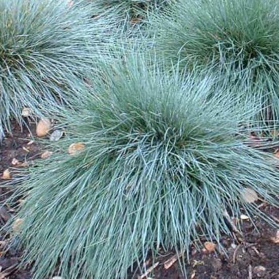 Fétuque bleue Elijah Blue - Festuca glauca Pot de 2L/3L - Jardiland