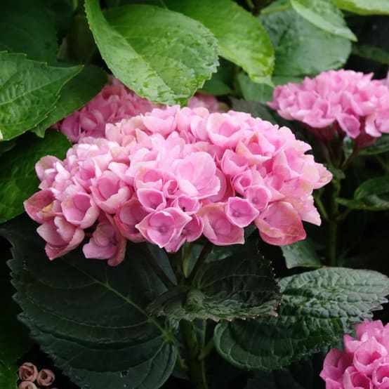 Hortensia - Hydrangea macrophylla Magical Revolution Rose Pot de 2L/3L - Jardiland