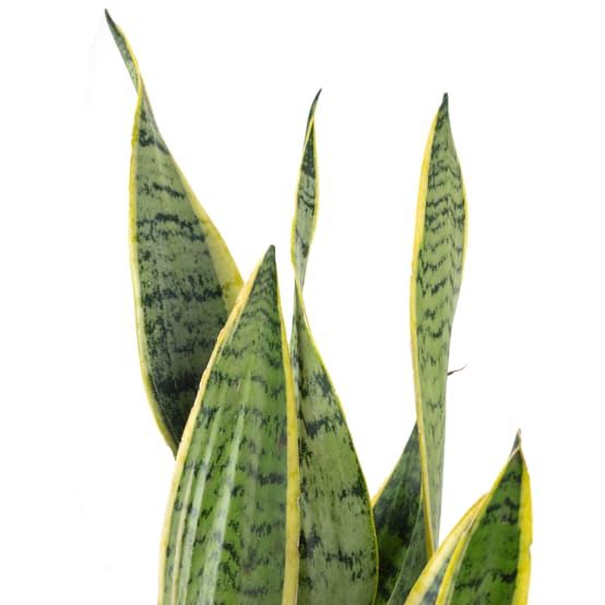 Sansevière - plante d'intérieur facile d'entretien, Sansevieria ...