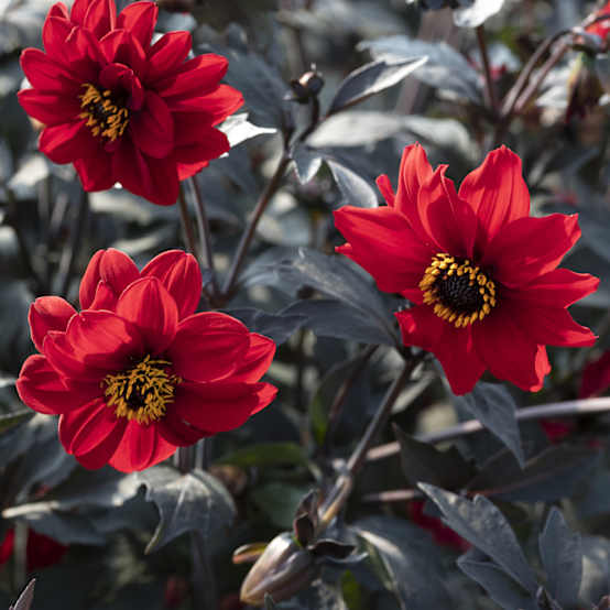 Graines de Dahlia Black Forest Ruby le sachet de 15 graines environ ...