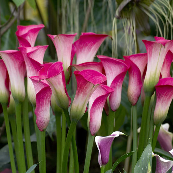 Arum ou Calla rose - Zantedeschia Denver - Bulbe (par 3) - Jardiland