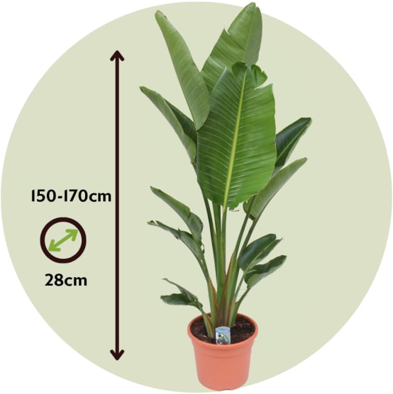 Strelitzia Nicolai XXL - Plante oiseau de paradis - Pot 28cm - Hauteur 150-170cm - Plant in a ...