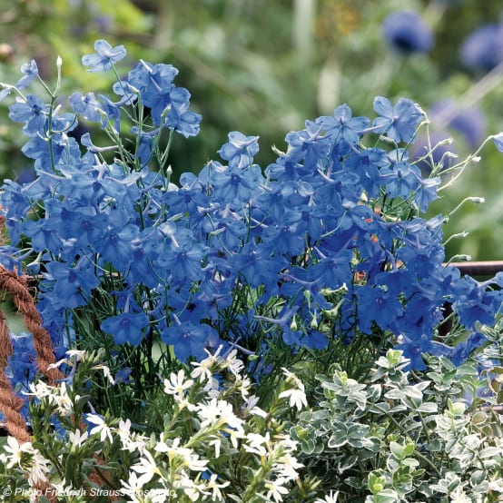 Graines de Delphinium Blue Diamonds - Pied d'alouette de Chine bleu le ...