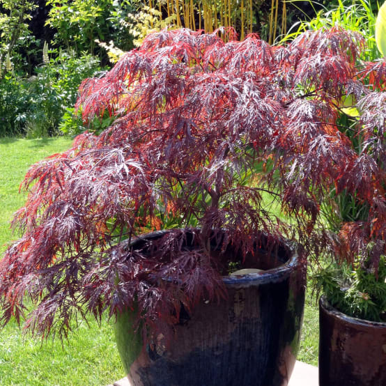 Erable du Japon - Acer palmatum Inaba-Shidare Pot de 3L/4L - Jardiland