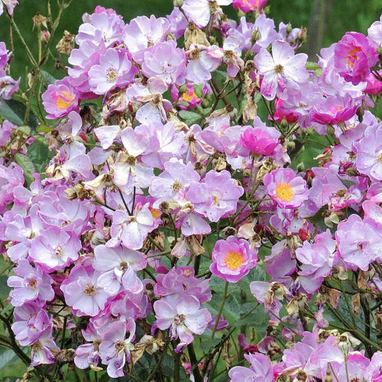 Rosier couvre-sol Lavender Dream en pot de 3L - Jardiland