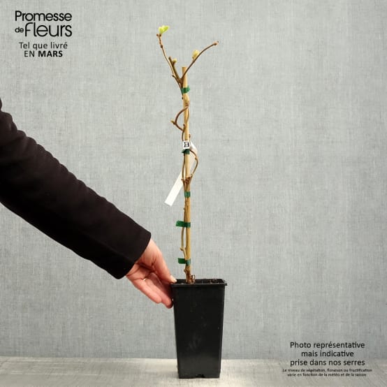 Kiwi autofertile Herma - Actinidia chinensis Pot de 1,5L/2L - Jardiland