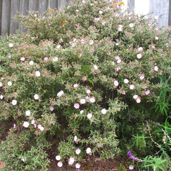 Cistus skanbergii - Ciste Pot de 2L/3L - Jardiland