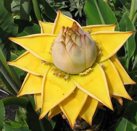 Musella lasiocarpa (bananier Lotus d'or) Couleur floraison:Jaune ...