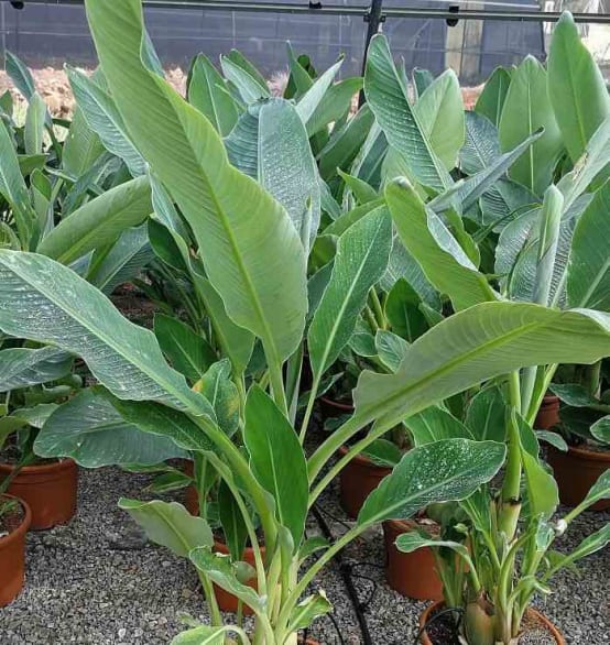 Musella lasiocarpa (bananier Lotus d'or) Couleur floraison:Jaune ...