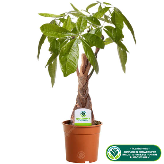 Pachira Aquatica Cacaoyer - Plante D'Interieur Vivante Au Tronc Tressé ...