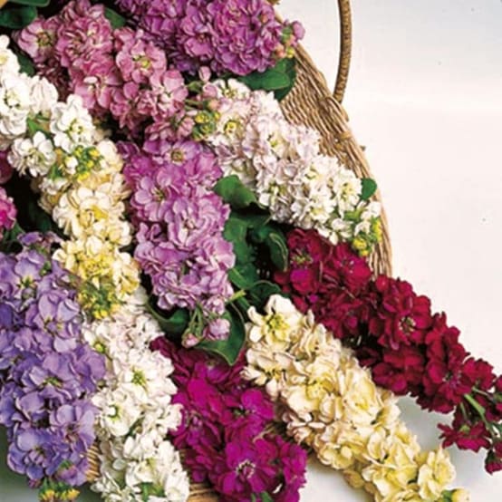 Graines de Giroflée quarantaine Giant Perfection Mix - Matthiola incana ...