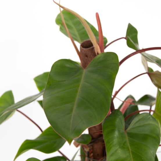 Plante verte - Philodendron Red Emerald Kratiste - Hauteur 70-80cm ...