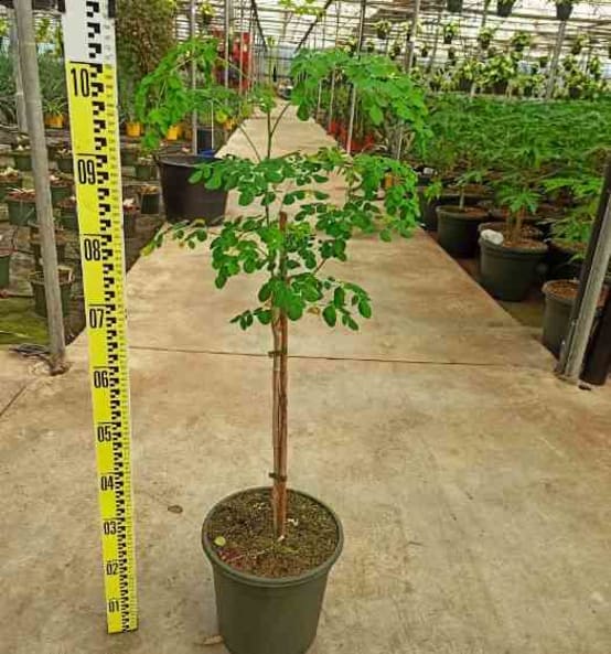 Moringa oleifera (arbre de vie) Couleur floraison:Blanc - Taille:Pot de ...