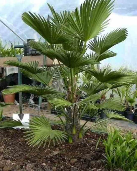 Archontophoenix alexandrae (Palmier royal) Couleur floraison:Rose ...