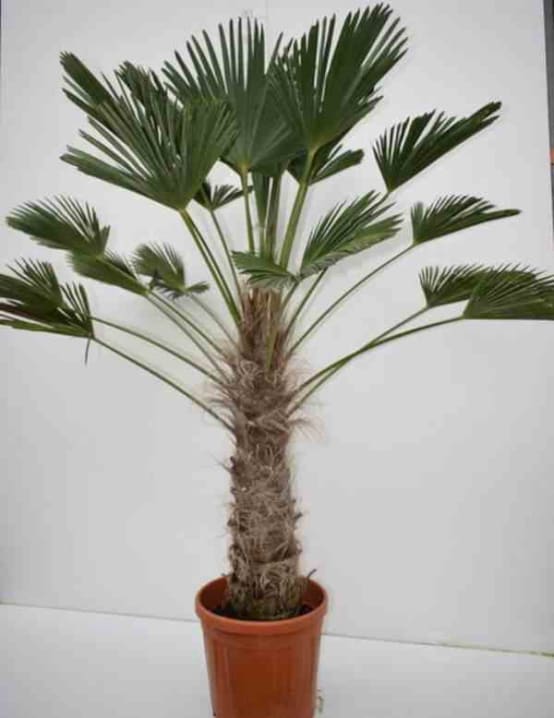 Archontophoenix alexandrae (Palmier royal) Couleur floraison:Rose ...