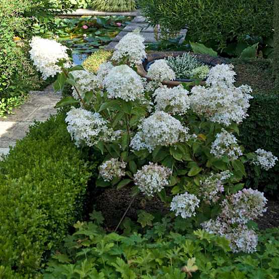 hydrangea paniculata phantom in pots