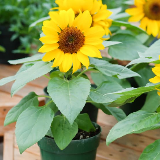 Graine de tournesol nain Topolino - Helianthus annuus - Jardiland