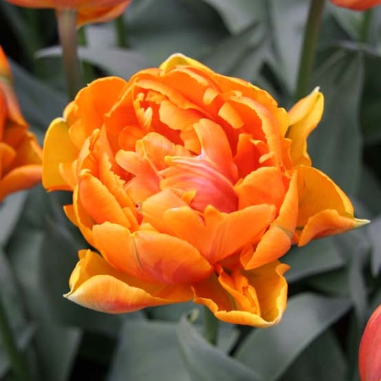 Tulipe double tardive Orange Princess - Tulipe à fleurs de pivoine Bulbe calibre 11+ (par 10 ...
