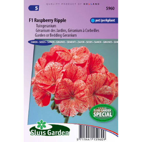 Graines de Géranium Raspberry Ripple F1 - Pelargonium le sachet de 15 ...