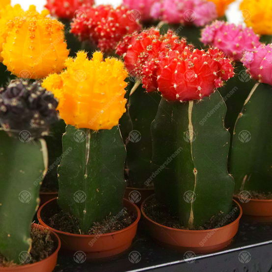 Assortiment Cactus Disco Plante D'Intérieur Pour Maison / Bureau ...