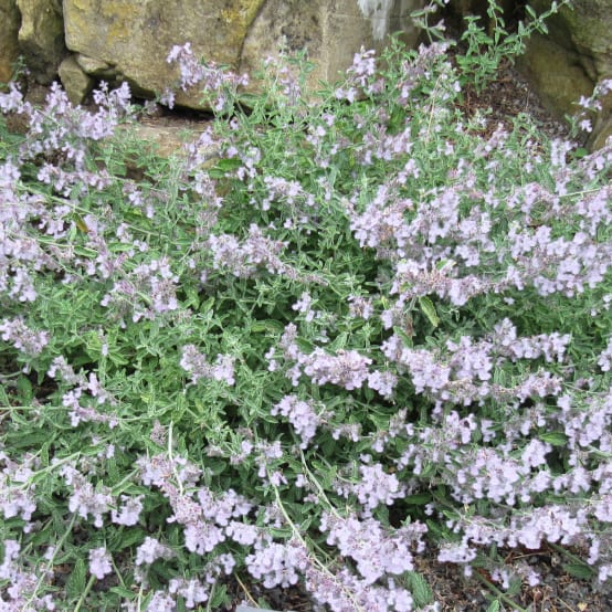 Nepeta racemosa Snowflake - Chataire à fleurs blanches Petites Racines ...
