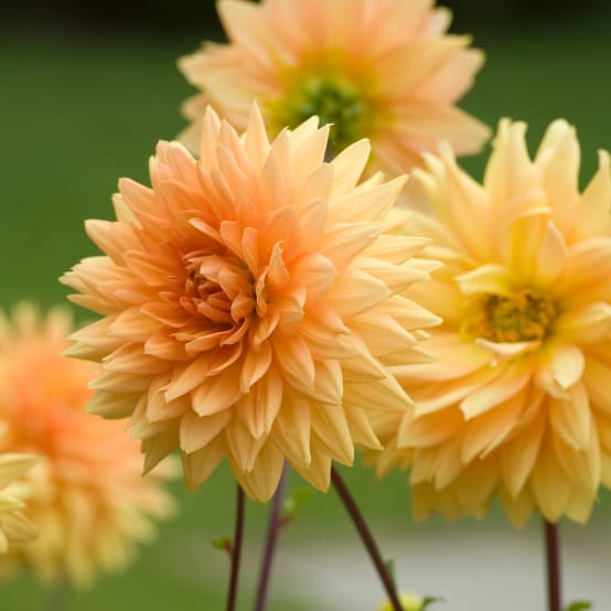 Dahlias - Set de 4 - Dahlia 'Bouqet Sunshine' - Bulbes à fleurs - Jardiland
