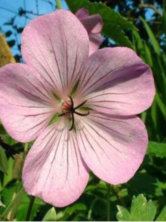 Géranium vivace Joy Godet de 8/9 cm - Jardiland