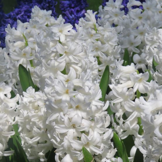 Jacinthe - Set de 10 - Hyacinthus 'Carnegie' - Bulbes à fleurs - Blanc ...