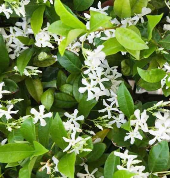 Trachelospermum jasminoides (Jasmin étoilé) Couleur floraison:Blanc ...