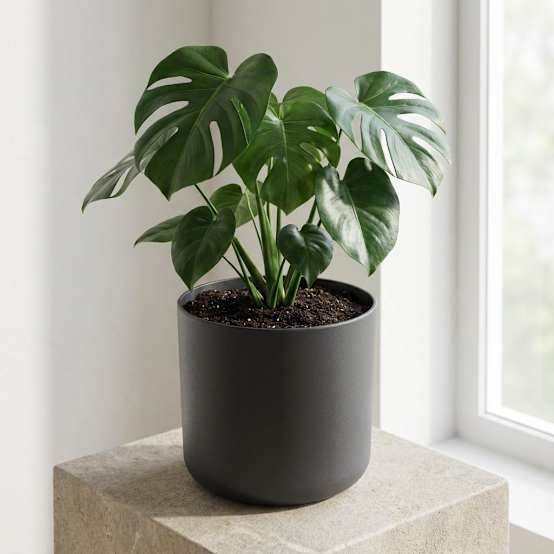 Cache-pot Rond Mat Anthracite 14cm Design Moderne Pour Plantes ...