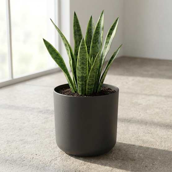 Cache-pot Rond Mat Anthracite 14cm Design Moderne Pour Plantes ...
