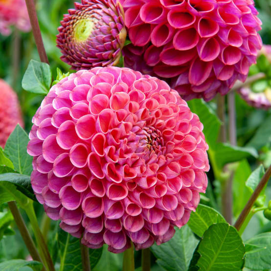 Dahlias - Set de 4 - Dahlia 'Bouqet Sunrise' - Bulbes à fleurs - Jardiland