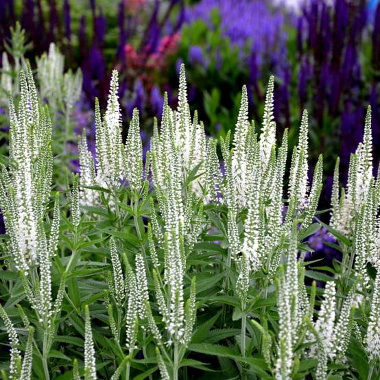 Veronica spicata Alba - Véronique en épis blanche Godet de 8/9 cm ...