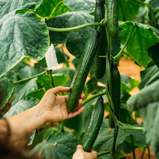 Concombre Vert long maraîcher le sachet de 100 graines (3g) - Jardiland