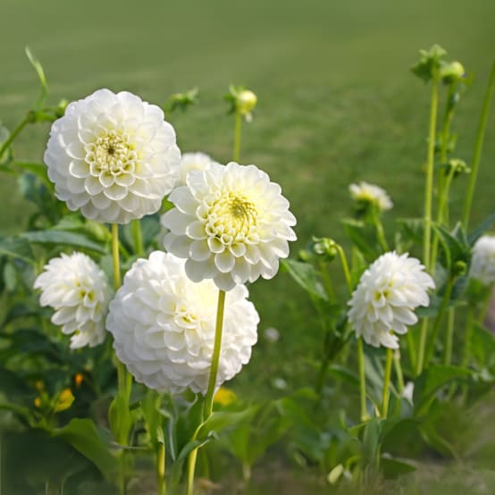 Dahlias - Set de 3 - Dahlia 'Boom Boom White' - Bulbes à fleurs - Blanc ...